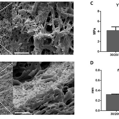 Embedded Pla Fibers Between Two Plc Films Fe Sem Cross Section Images Download Scientific