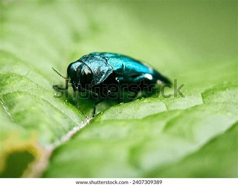 Fraxinus Spp Photos Images And Pictures Shutterstock