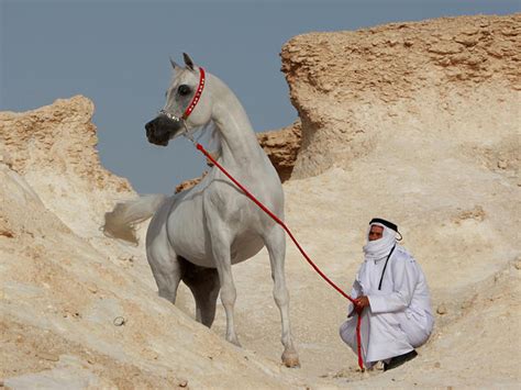 Al Adeed Al Shaqab Al Shaqab