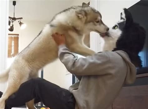 집사가 자기랑 똑닮은 시베리안 허스키 강아지 탈 쓰고 눈앞에 나타나자 진짜 강아지의 반응