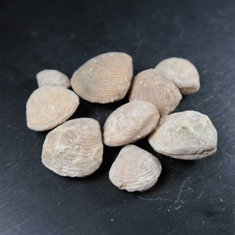 Pelecypod Bivalve Fossil Shells From Assa Morocco