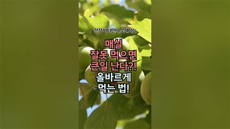 매실 잘못 먹으면 큰일 난다 올바르게 섭취하는 법 이슈 지식 음식 정보 건강비타민 건강정보 매실 건강 Youtube