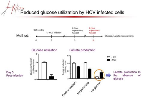 Ppt Hepatitis C Virus Induced Metabolic Reprogramming And