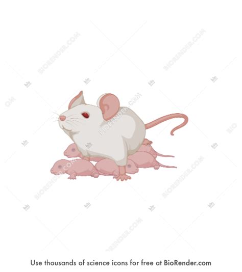 Free Mouse Pup Young With Mom 1 Icons Symbols And Images Biorender