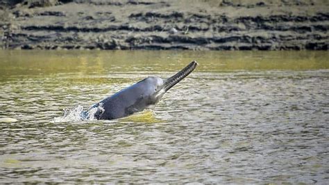 Ganges River Dolphin Why India Must Do More To Conserve Our National