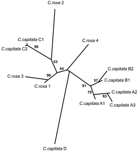 ml tree from nucleotide sequences of the coding region obtained with