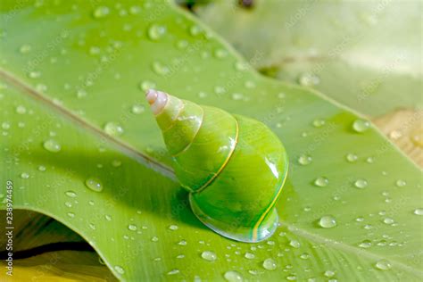 Emerald Green Snail Or Green Tree Snail Scientific Name Papustyla