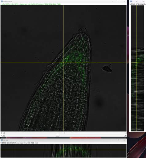 Issues With Batch Splitting Lif Files With Fiji Usage And Issues