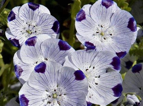 粉蝶花的花语代表什么如何正确理解粉蝶花的含义 花植网