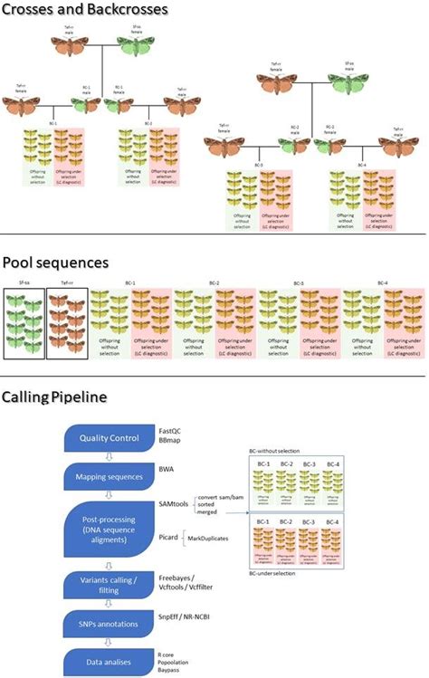 Experimental Design Pool Sequences And Snp Calling Pileline Download Scientific Diagram