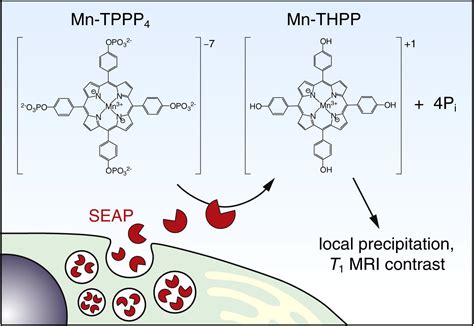 Mri Based Detection Of Alkaline Phosphatase Gene Reporter Activity Using A Porphyrin Solubility