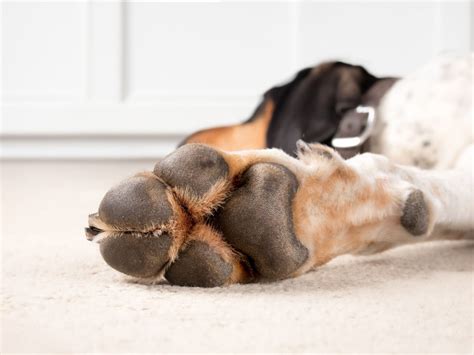 Allelopathy What Is Types And Examples Evidence Network