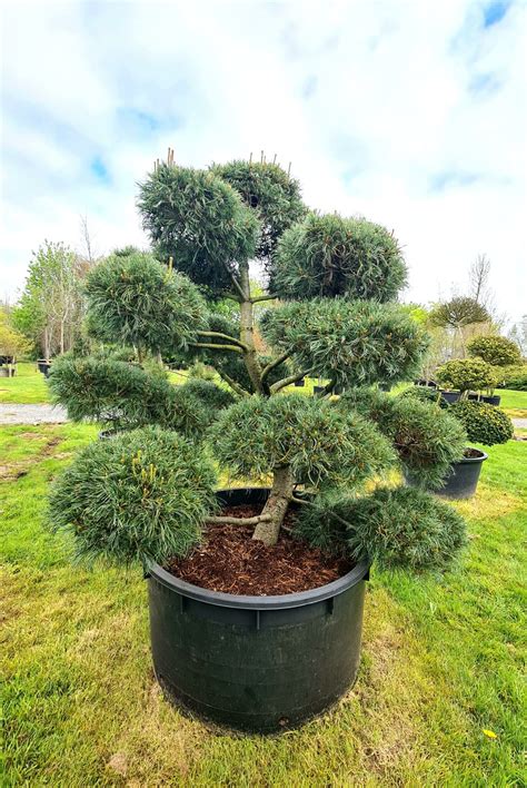 Pinus Strobus Radiata Form Caragh Nurseries