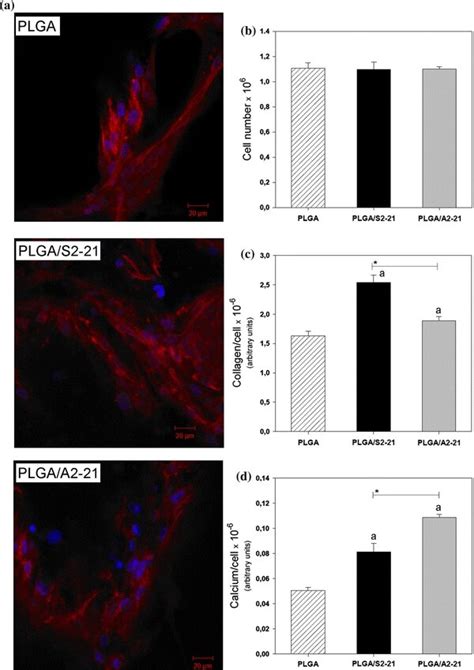 Phalloidin Dapi Staining A Of Mg 63 Cells Cultured In 3d Plga Download Scientific Diagram