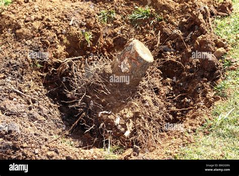 Feelled Tree Roots Removed Soil Sand On Garden Nature Consevation Metaphor Stock Photo Alamy