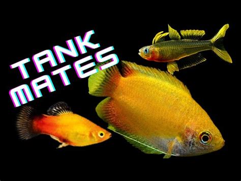 Honey Gouramis Tank Mates