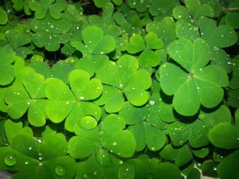 Những Hình ảnh May Mắn đẹp Nhất