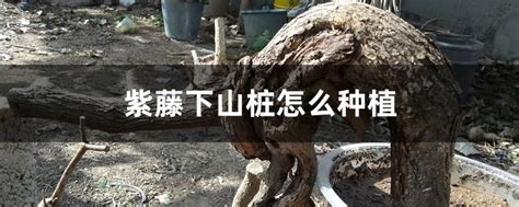 紫藤下山桩怎么种植 花百科