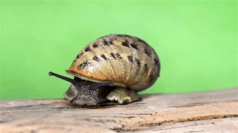 Resize Multipath Disk On Linux Howtouselinux