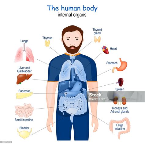 ร่างกายมนุษย์ กายวิภาคอวัยวะภายใน ภาพประกอบสต็อก ดาวน์โหลดรูปภาพตอนนี้ กระเพาะปัสสาวะ ระบบ