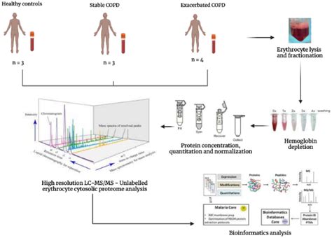 A Schematic Workflow Of The Erythrocyte Cytosolic Proteome Analysis