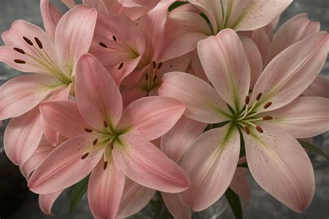 Pink Lilies Desktop Wallpaper In 2025 Pink Wallpaper Ipad Pink Wallpaper Pc Pink Wallpaper