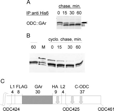Carboxyl Terminal Truncation And Molecular Mass Of Processed Proteins Download Scientific