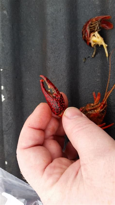 How To Peel Crawfish 3 Steps With Pictures Instructables