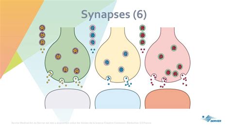 Nervous Tissue Nervous Tissue Types Of Neurons Ppt Download