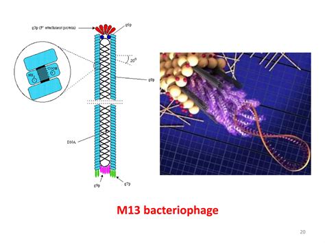 Bacteriophage Vectors Ppt