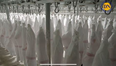 Монгол Улсаас Булангийн орнуудад анх удаа хонины сэврээсэн шинэ мах экспортолж эхэллээ Dnn Mn