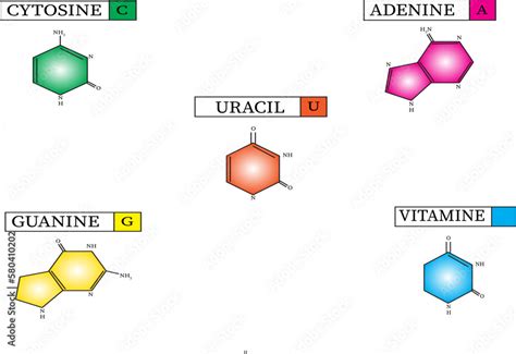 Vector Image Of Differences Between RNA And DNA Stock Vector Adobe Stock