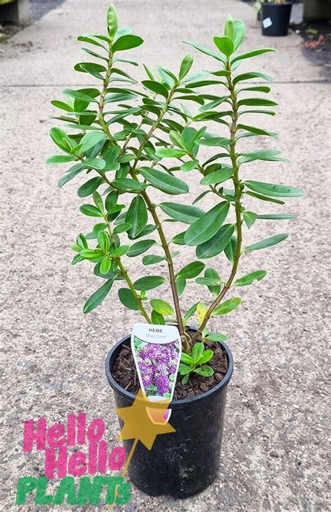 Hebe Blue Gem 6 Pot Hello Hello Plants Hebe Blue Gem 6 Pot Hello Hello Plants