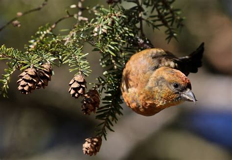 Red Crossbill Audubon Field Guide