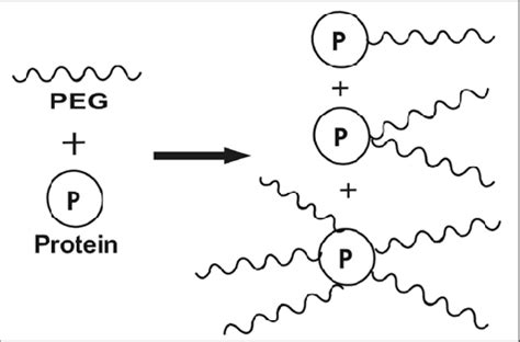 Pseudo First Order Reaction Download Scientific Diagram
