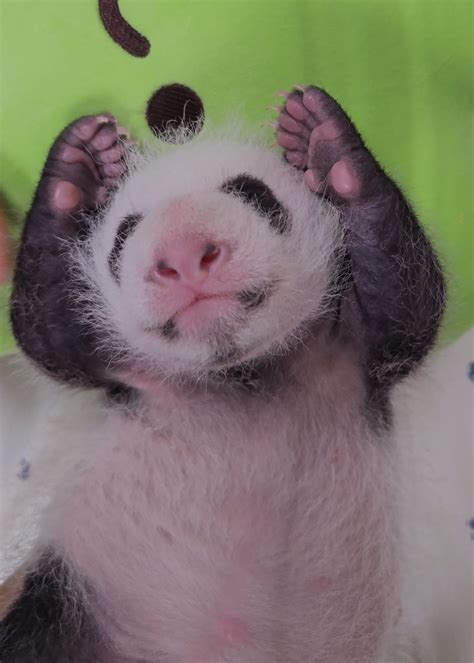 [아기판다 다이어리 시즌2] 4화 세상을 보고 싶어요