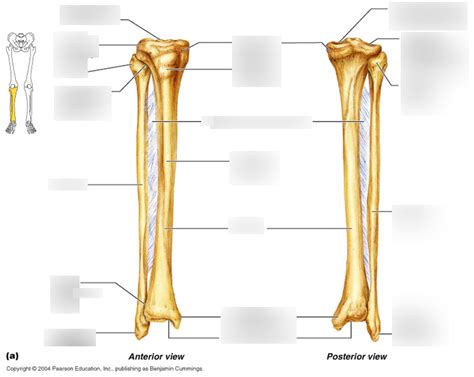 Tibia And Fibula Diagram Quizlet