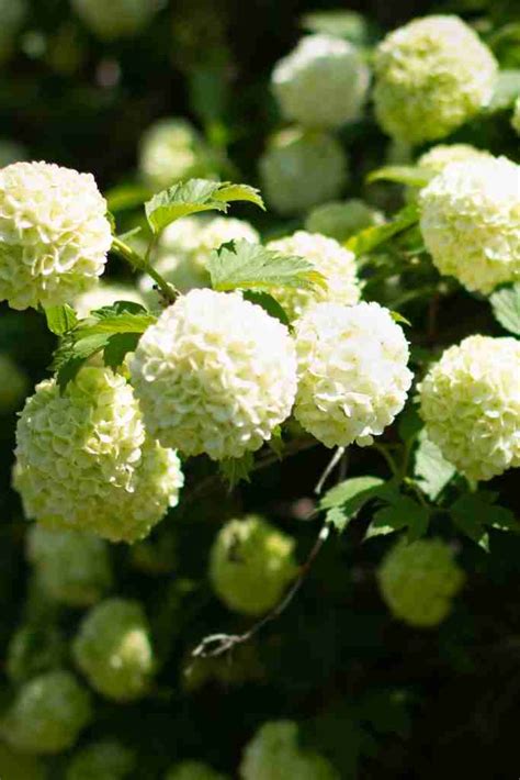 13 Dwarf Hydrangea Varieties Perfect For Small Gardens Hydrangea Love