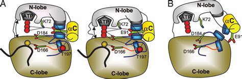General Model Of Protein Kinase Activation Pka Example A Active