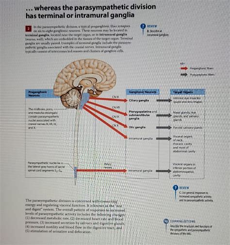 Solved 4 1 Which Has Longer Postganglionic Fibers To The