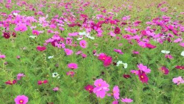 内間御殿の前に広がるコスモス畑どこにある駐車場は