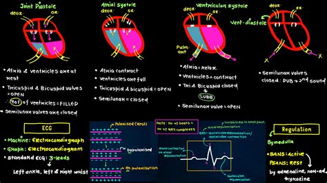 Body Fluids And Circulation Summary Lecture Classnotes Arjuna Neet 20 2025pdf