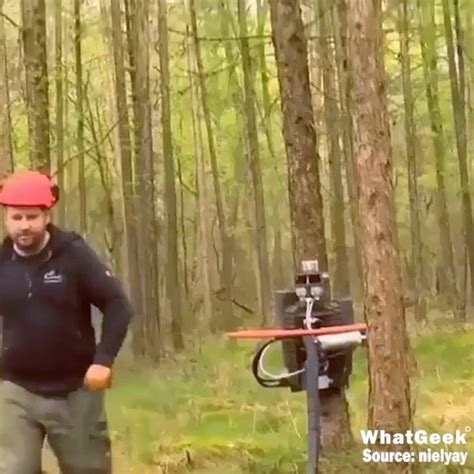 The Fastest Way To Trim Your Tree The Fastest Way To Trim Your Tree By Whatgeekfans
