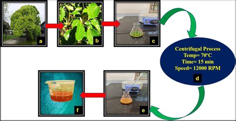 Schematic Representation Of Bio Synthesized Nps Acinnamomum Camphora Download Scientific