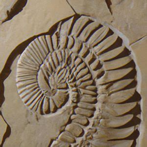 What Is Fossils In Science Exploring The Ancient World Through Fossil Records The Enlightened