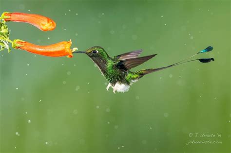 Booted Racket Tail Hummingbird