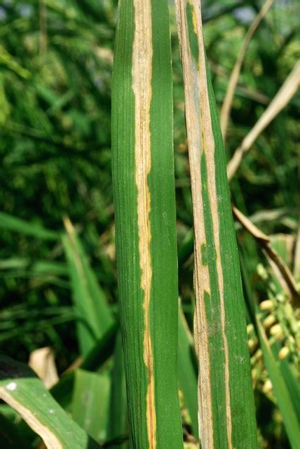 Bacterial Blight Irri Rice Knowledge Bank