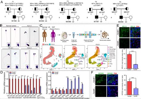 Bi Allelic Variants In Chromatoid Body Protein Tdrd6 Cause