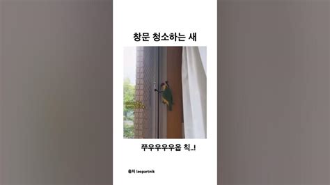 창문 청소하는 새 귀여운영상 Youtube