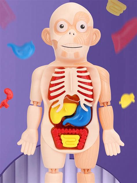 Human Body Model Assembly Structure Skeletal Organ Skeleton Viscera Display Model Partial